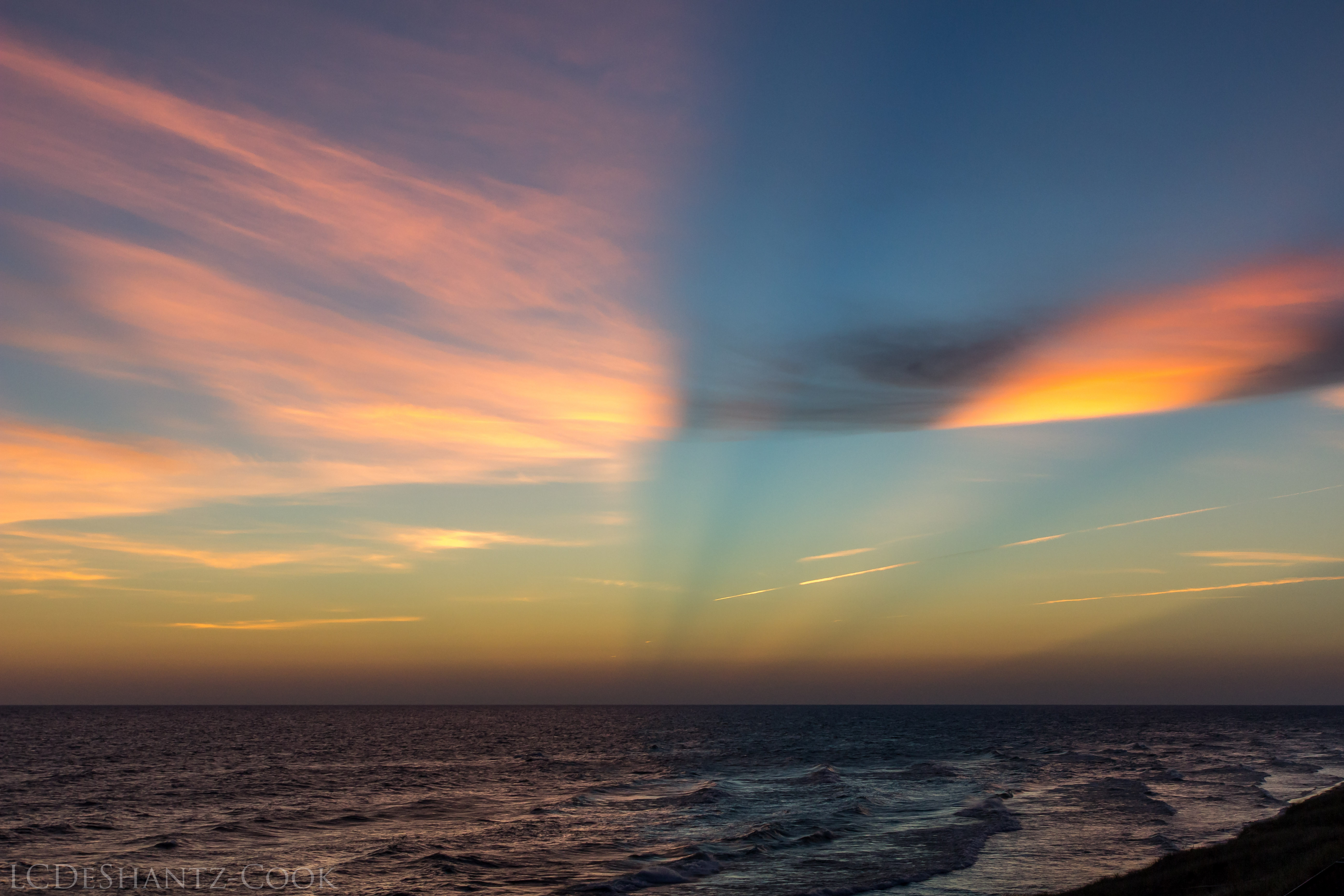 Sun rays – I dream of sumac and milkweed (and other wild things)